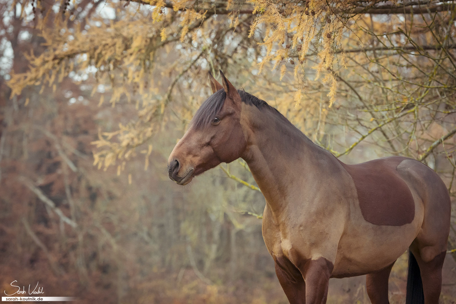 Giulia - Pferdefotoshooting im Herbst - Sarah Koutnik Fotografie