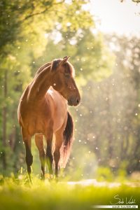 Pferdefotografie im Abendlicht - Sarah Koutnik Fotografie