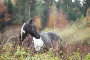 Pferdefotografie Archives - Sarah Koutnik Fotografie