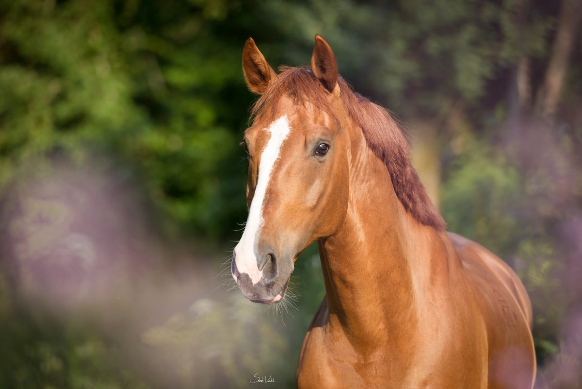 Pferdefotografie Archives - Sarah Koutnik Fotografie